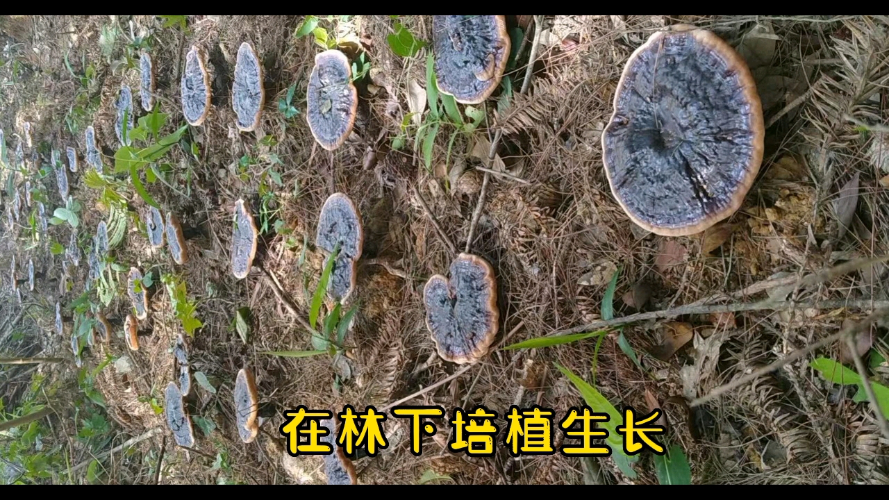 又到灵芝的采摘季节,教你如何食用,一分钟学会好方便