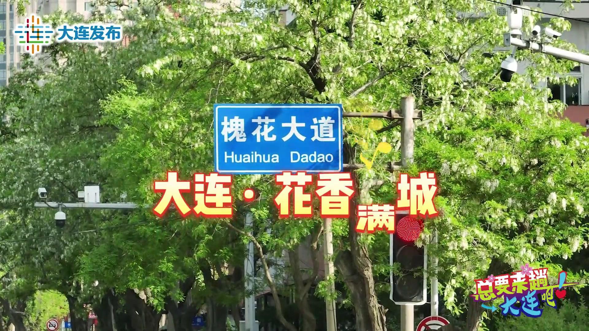 此刻的大连,是真正的“东方槐城”!#大连#总要来趟大连吧