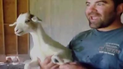 相信你肯定听过羊叫,但是你肯定没听过羊笑,这笑声好销魂