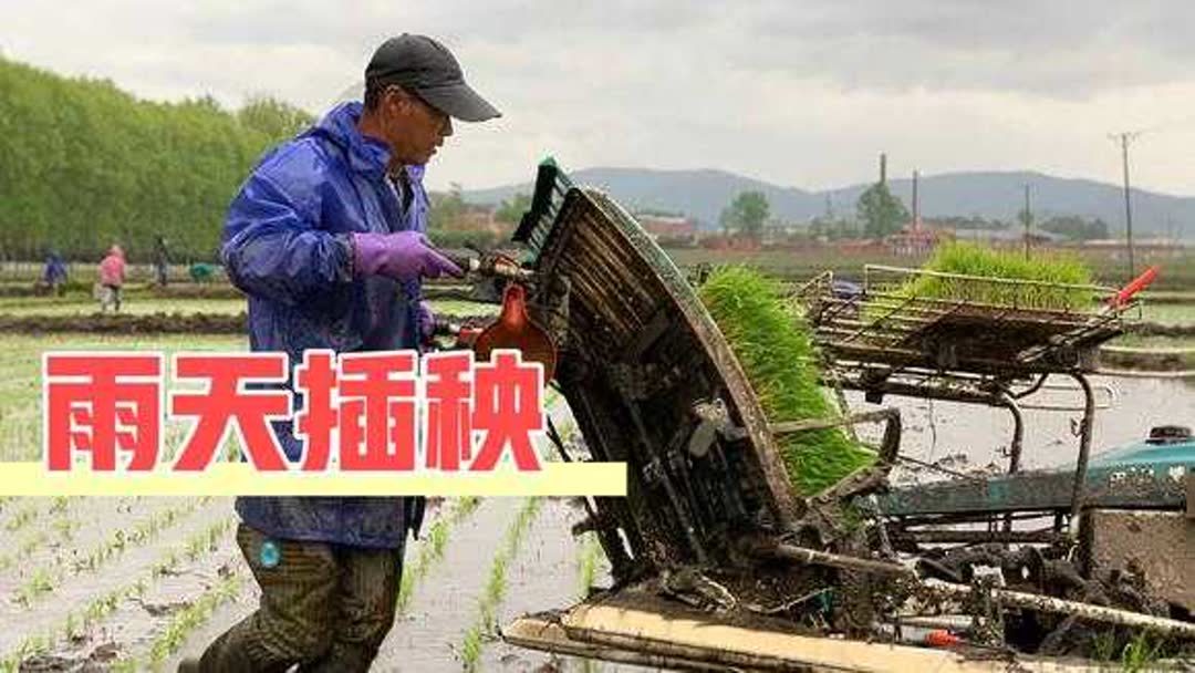 实拍东北大米种植过程,农民顶雨插秧易落病根,种一亩地赔200元