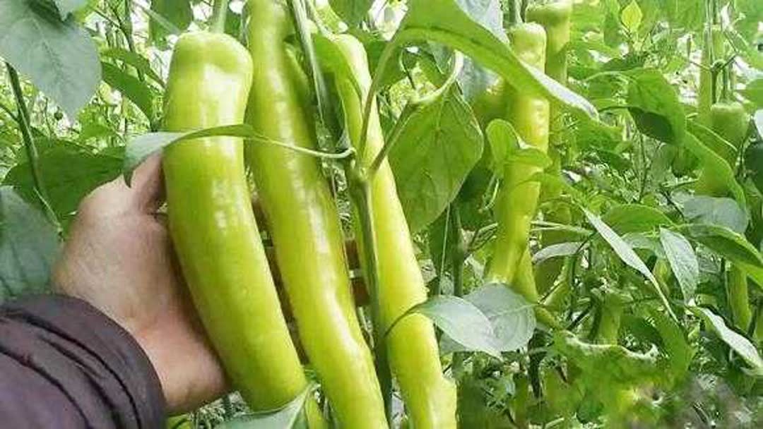 种植辣椒“巧管理”，学会老赵这几招，种植辣椒想不高产都难！