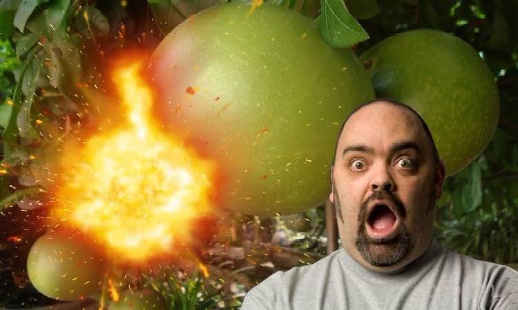 世界上最危险的树"炸弹树"果实爆炸威力堪比手雷,汁液就是汽油