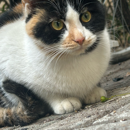 世界王座上的猫 