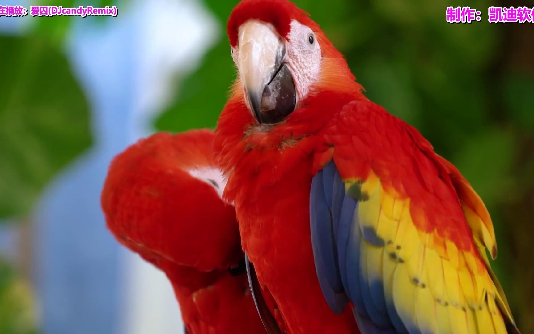 《爱囚(DJcandyRemix)》欣赏,车载歌曲mv用什么软件下载东西好