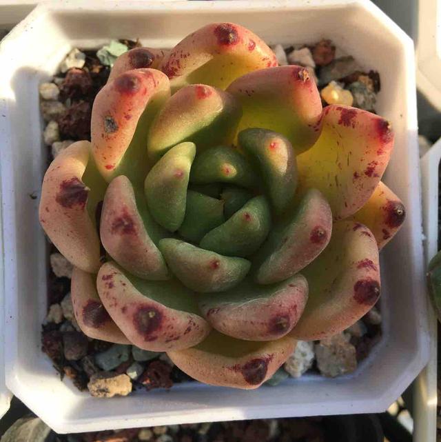 星辰毛衣编织 