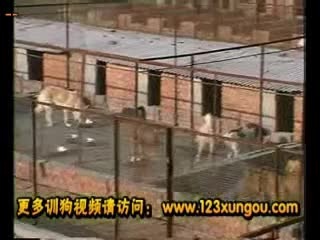 揭阳土狗打架视频 云南土狗打架视频