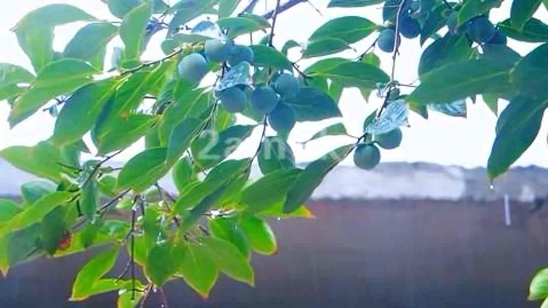 农村下雨暴雨实拍素材-高清视频素材哪里找-凌晨两点视频素材网