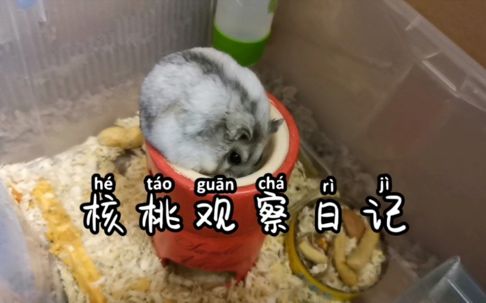 核桃观察日记 来看看我可爱的小仓鼠呀