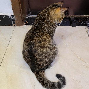 谢陆离 