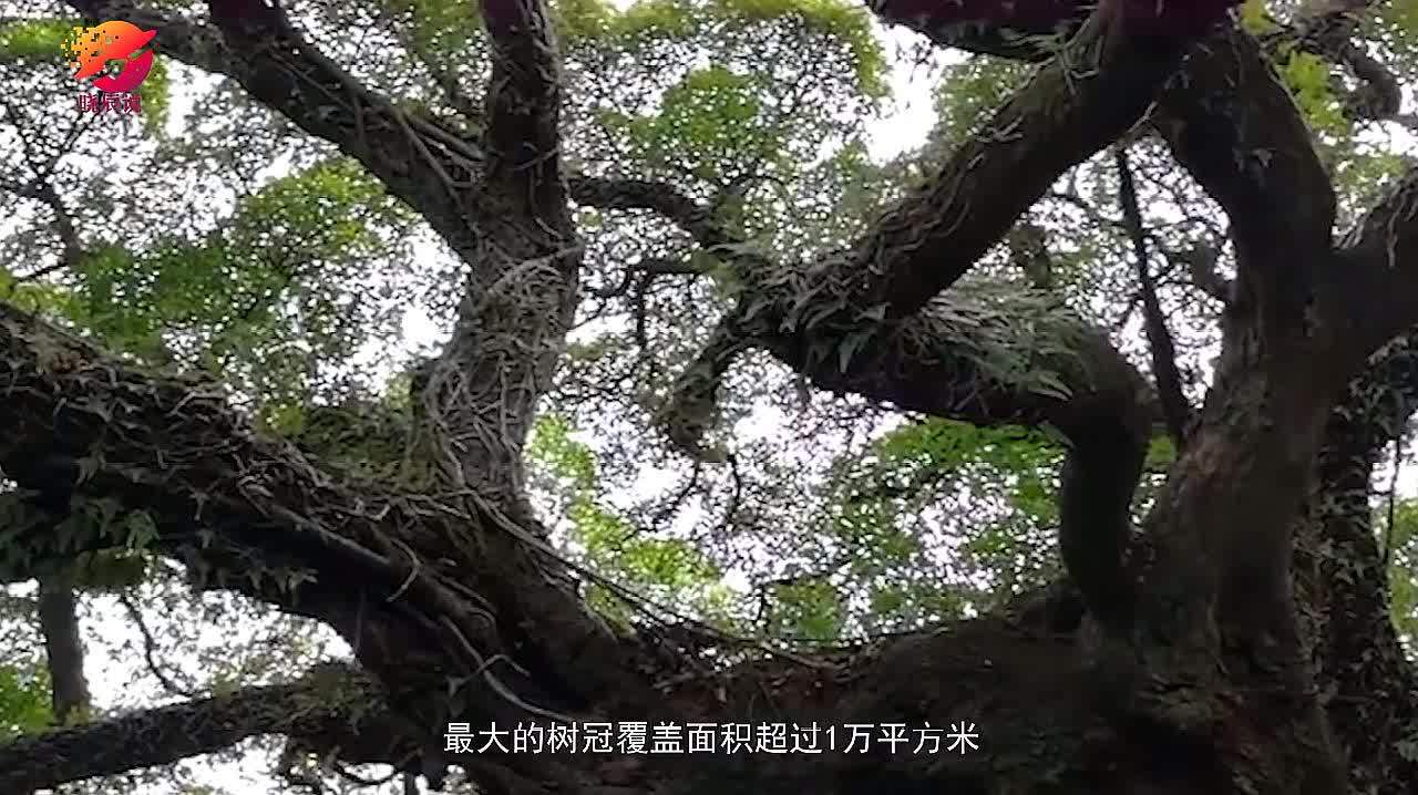 世界上树冠最大的树,独木成林,可供千人乘凉!