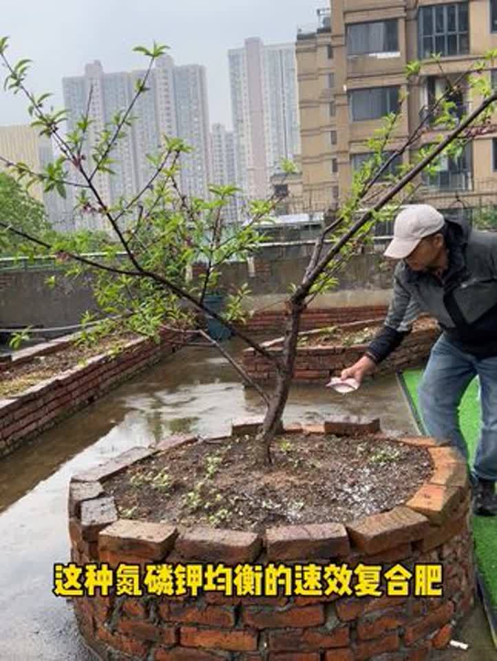 ...已经成功坐果,趁着下雨天给它补充一次氮磷钾均衡的速效复合肥盆栽