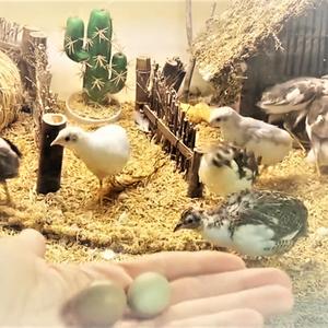 养芦丁鸡的鸡司令 