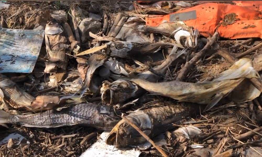 小伙水库岸边游玩,竟发现岸上全是死鱼,这是什么原因导致的呢?