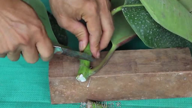 橡皮树扦插,这种方法能生根快