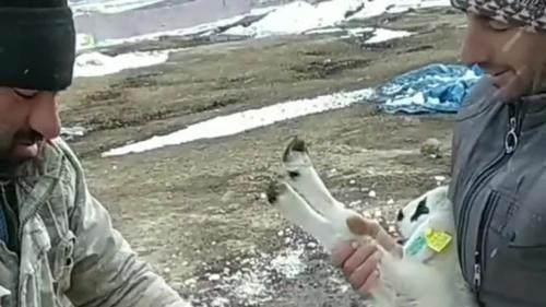 外国人的创意真多,竟然给小羊穿一层羊皮,在户外起到保暖的作用!