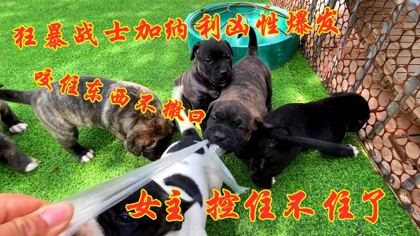 猛犬加纳利满月之后凶性爆发,咬住东西不撒口,女主直言控制不住
