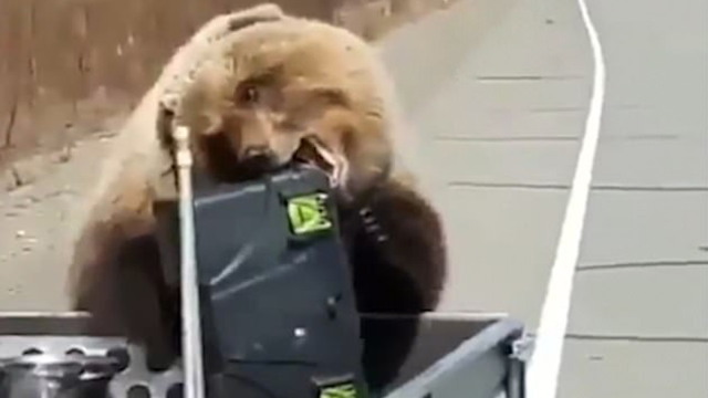 搞笑!俄罗斯棕熊化身神偷盗取食物,身法矫健引围观