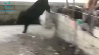视频:这是个跨栏高手!
