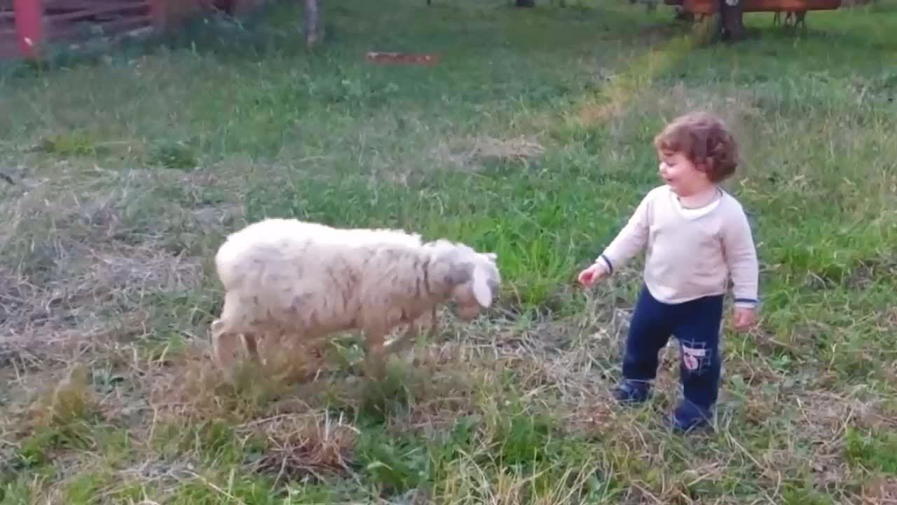 小羊看到宝宝模仿它 羊脾气一下就上来了 下一秒大家憋住别笑