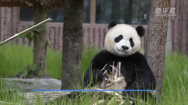 九寨沟大熊猫园开园迎客 “熊孩子”实力抢镜