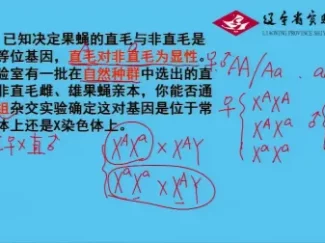 确定基因的位置(2)——设计杂交实验探究