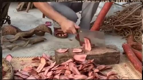 小伙切的鸡血藤,一点点的劈成碎块,需要持久的力量