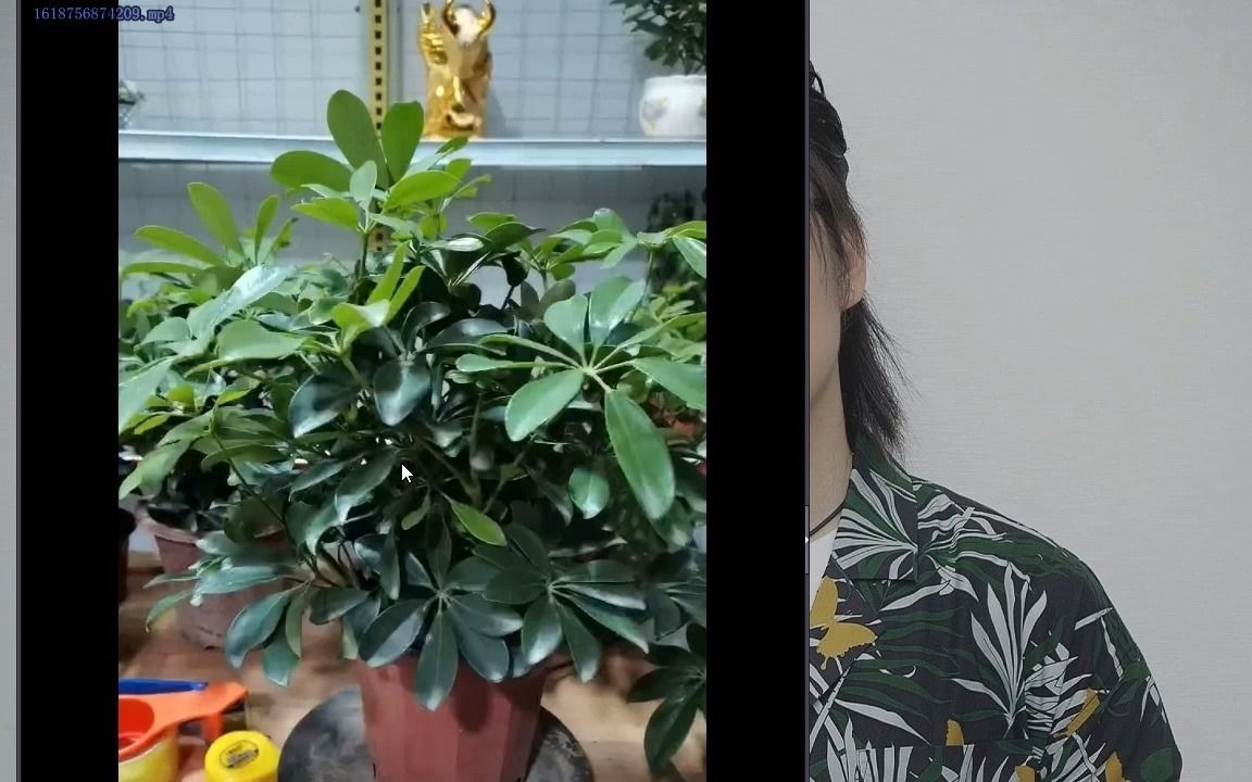 看我如何做到拼多多视频下载。我来教会你