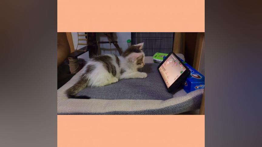 有个小朋友不睡觉 还在看动画片