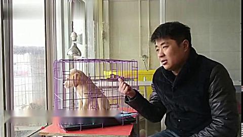 狗狗拉肚子别大意,很可能是得细小病毒,早发现早治疗