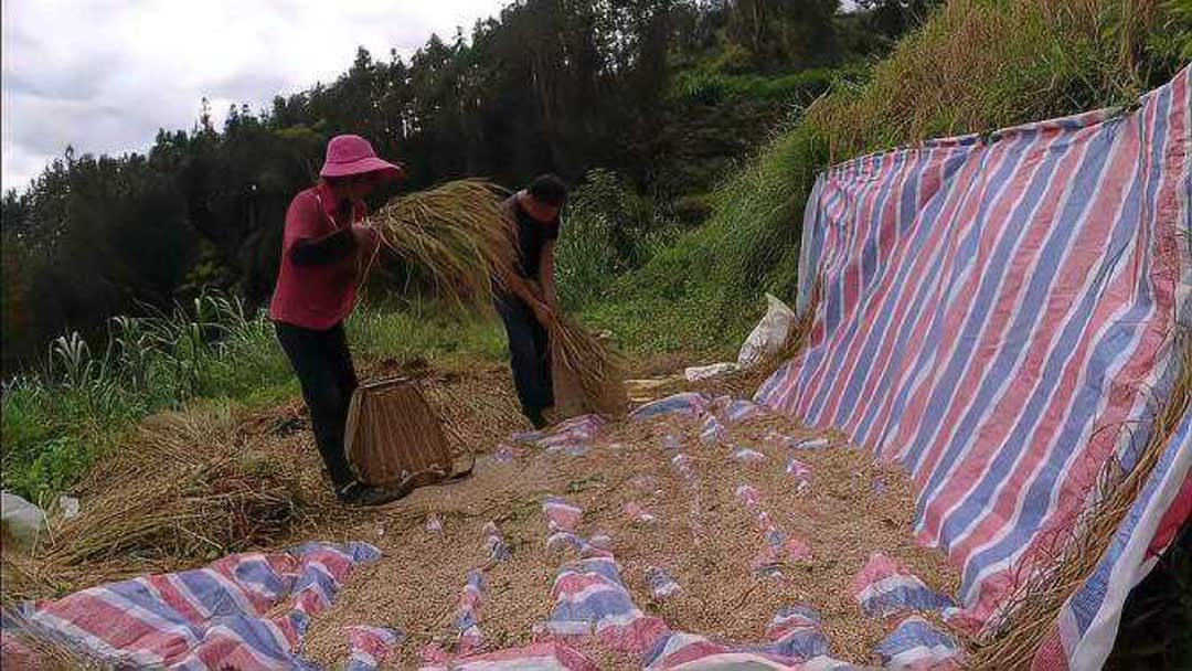 今年稻谷丰收了,小伙用传统方法收割,勾起多少游子们的乡愁