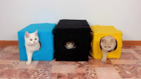 小妙招:教你用废弃的纸箱给猫咪做个小房子,实用又可爱