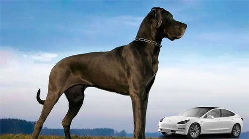 全世界最大的10种狗排行榜,虽然他们很大但却很温柔!