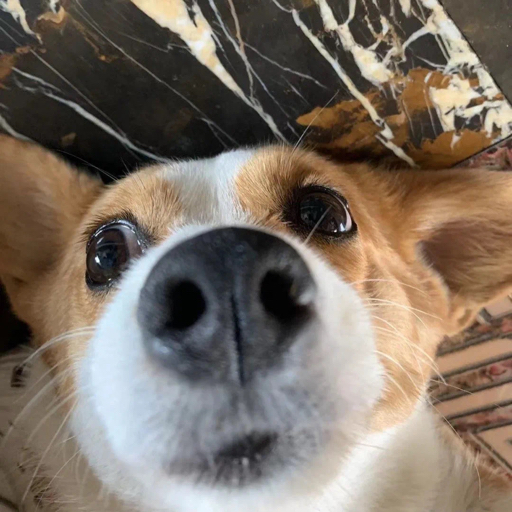 我是你们的小号 