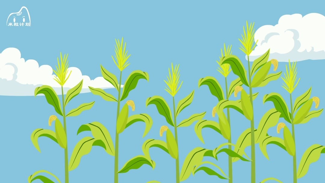 玉米为什么长那么多胡须?