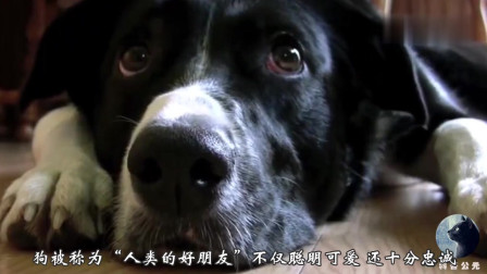 狗为什么动不动就打架是怎么进化而来的看完又涨知识了