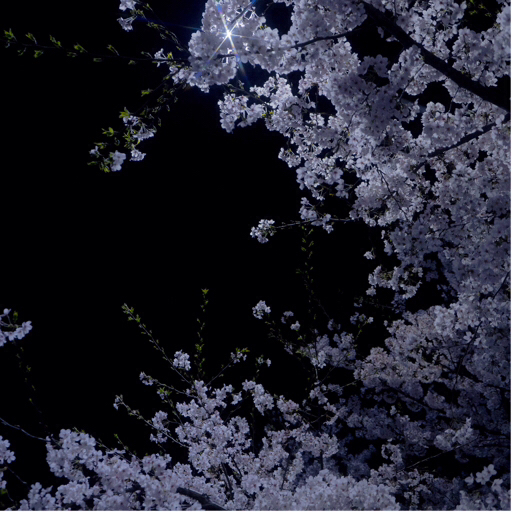 棠棠枝 