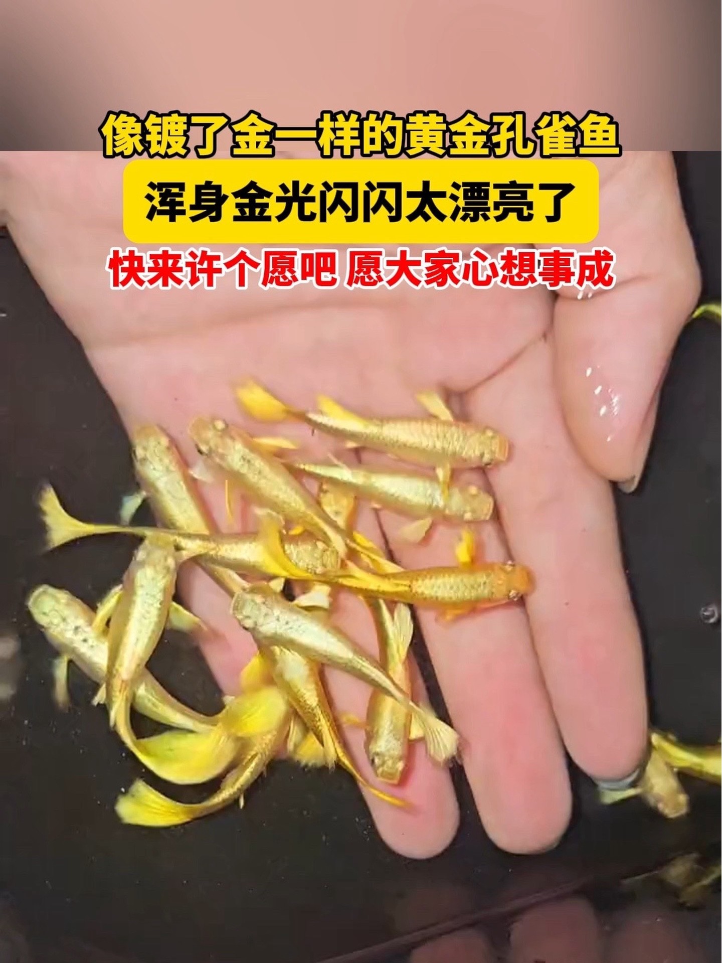 像镀了金一样的黄金孔雀鱼,浑身金光闪闪太漂亮了