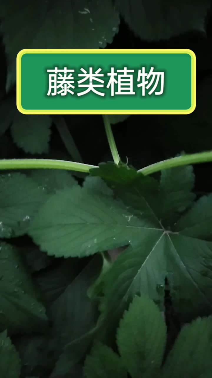 葎草