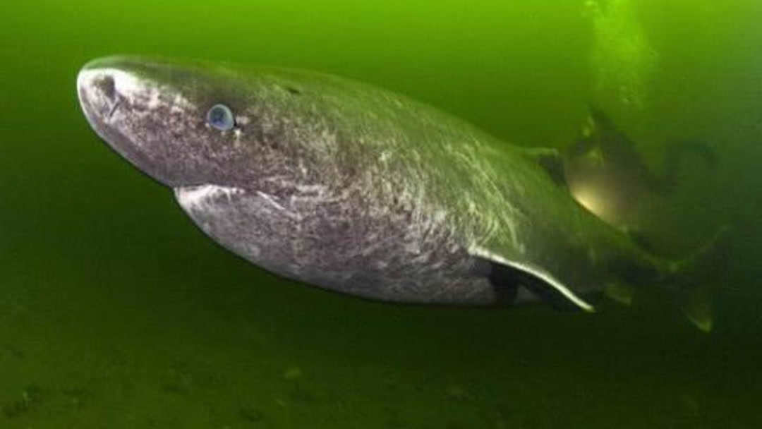 世界上最寂寞的鱼,明朝出生至今512岁,要等一个世纪才有对象!