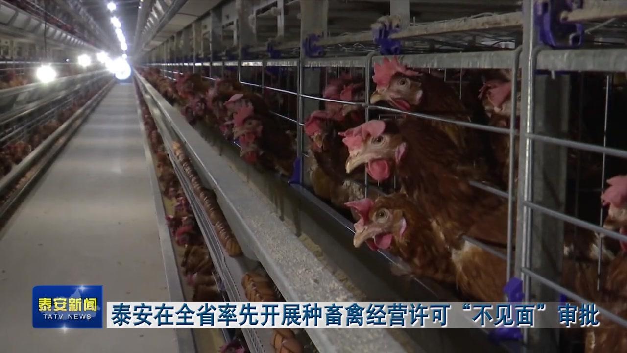 TATV视频丨泰安在全省率先开展种畜禽经营许可“不见面”审批