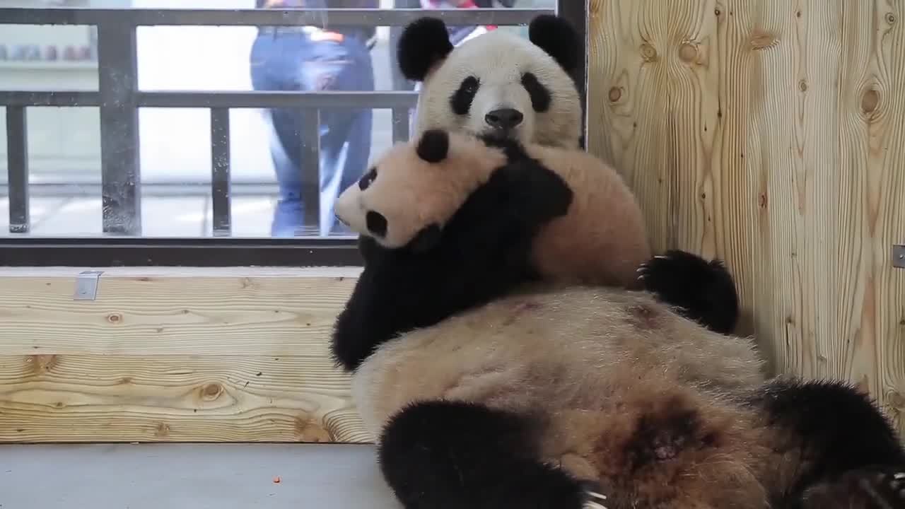 国宝熊猫原来是这样长大,从小萌到大啊