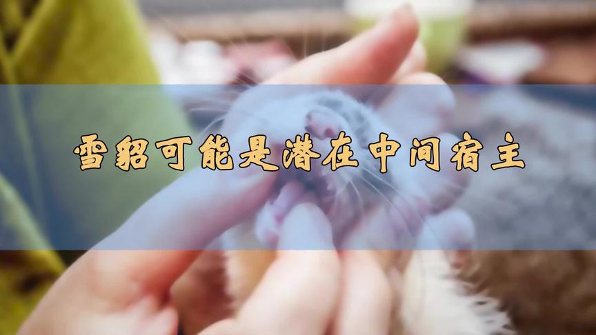 新冠病毒研究又有新进展,专家:树鼩、雪貂都可能是潜在中间宿主