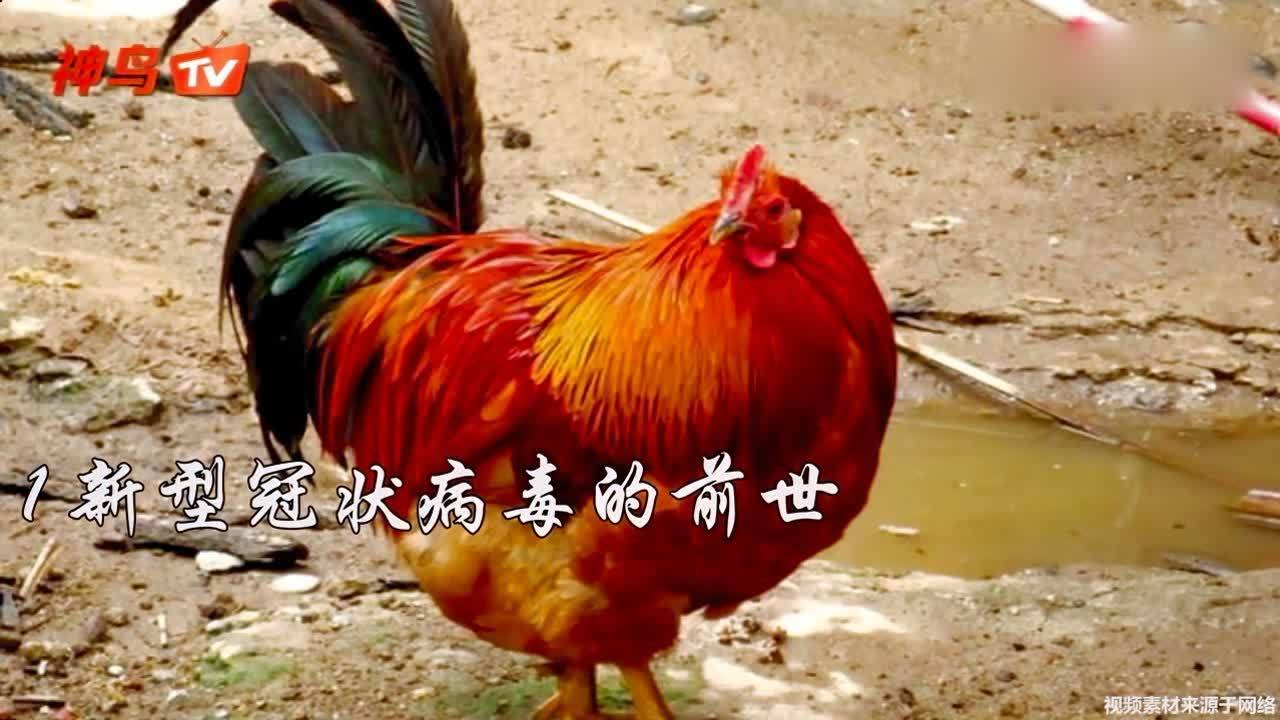 新型冠状病毒的前世今生!从何处来,如何演变?.