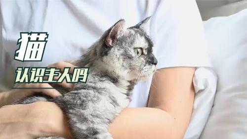 猫可以辨别出主人吗
