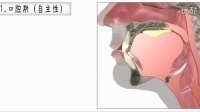 吞咽的过程(2)