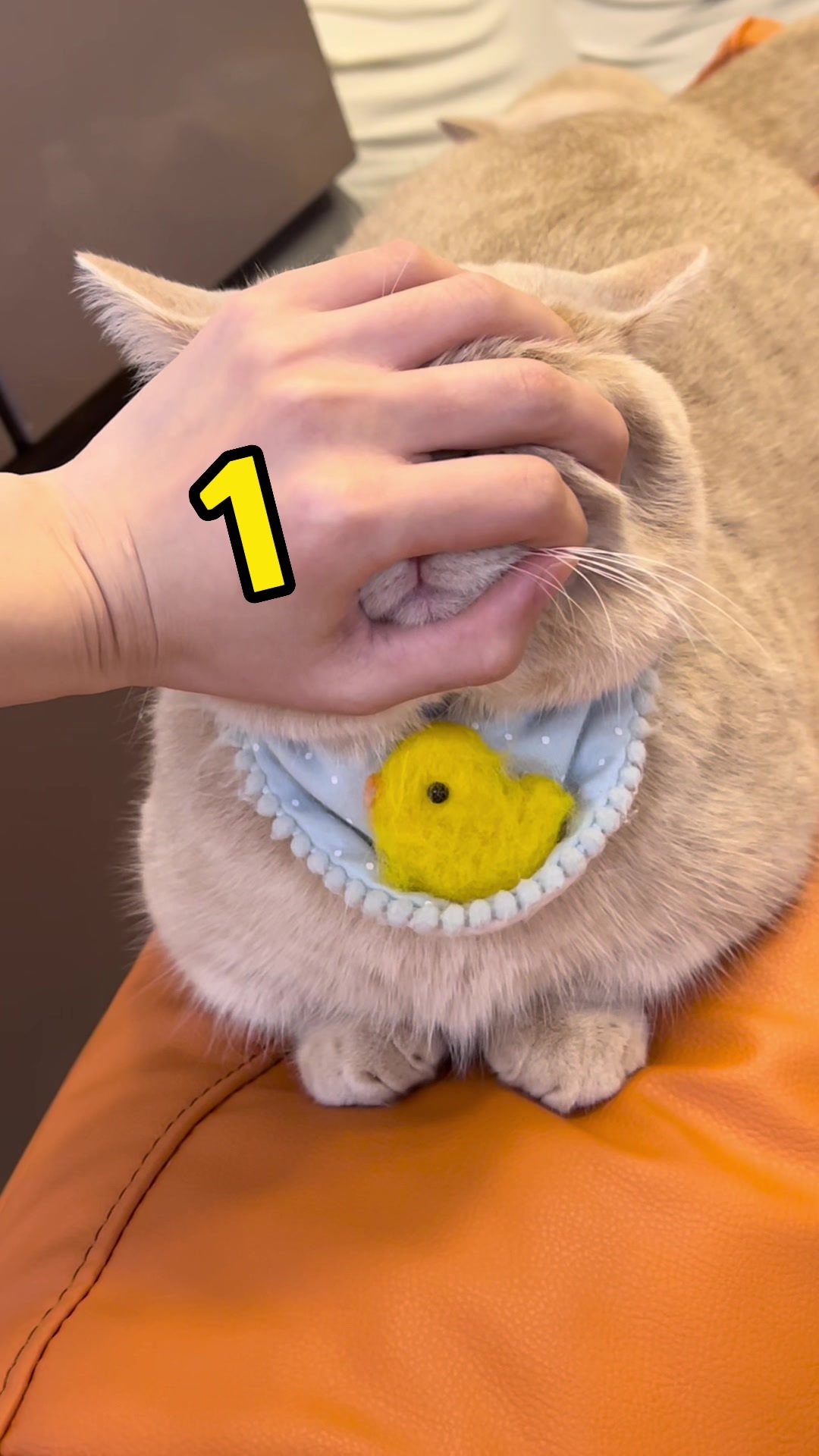 猫咪信任度测试 只能说月亮还是我的好宝,另外一个随便吧!#猫咪的...