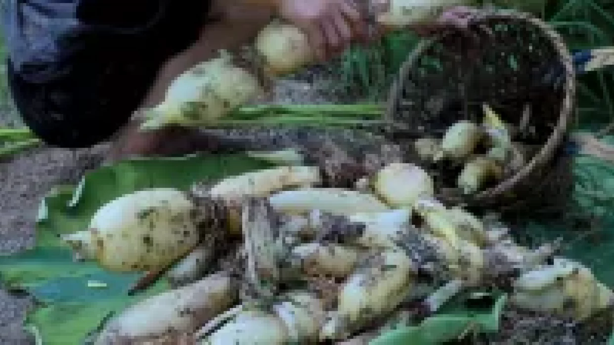 李子柒:桂花坚果藕粉,三分钟美味代餐