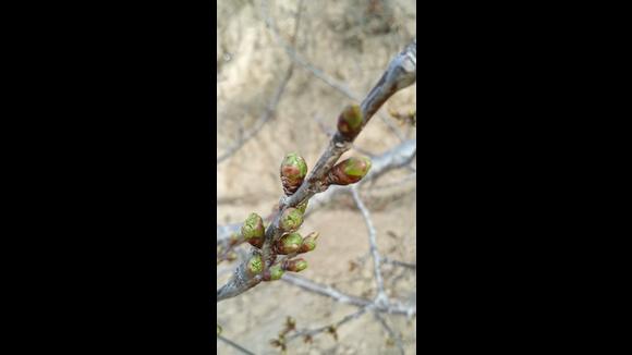大樱桃马上开花了,果农今年第一次打农药清园,你见过吗?