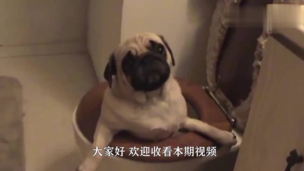 狗狗上厕所,不小心掉进马桶中