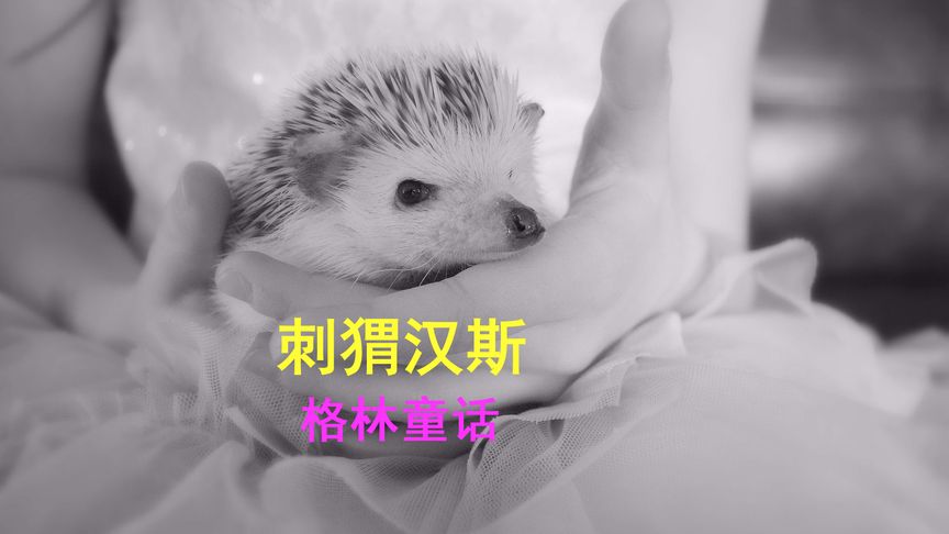 「芝麻叔叔讲故事」格林童话-008-刺猬汉斯:坚强、善良和诚信